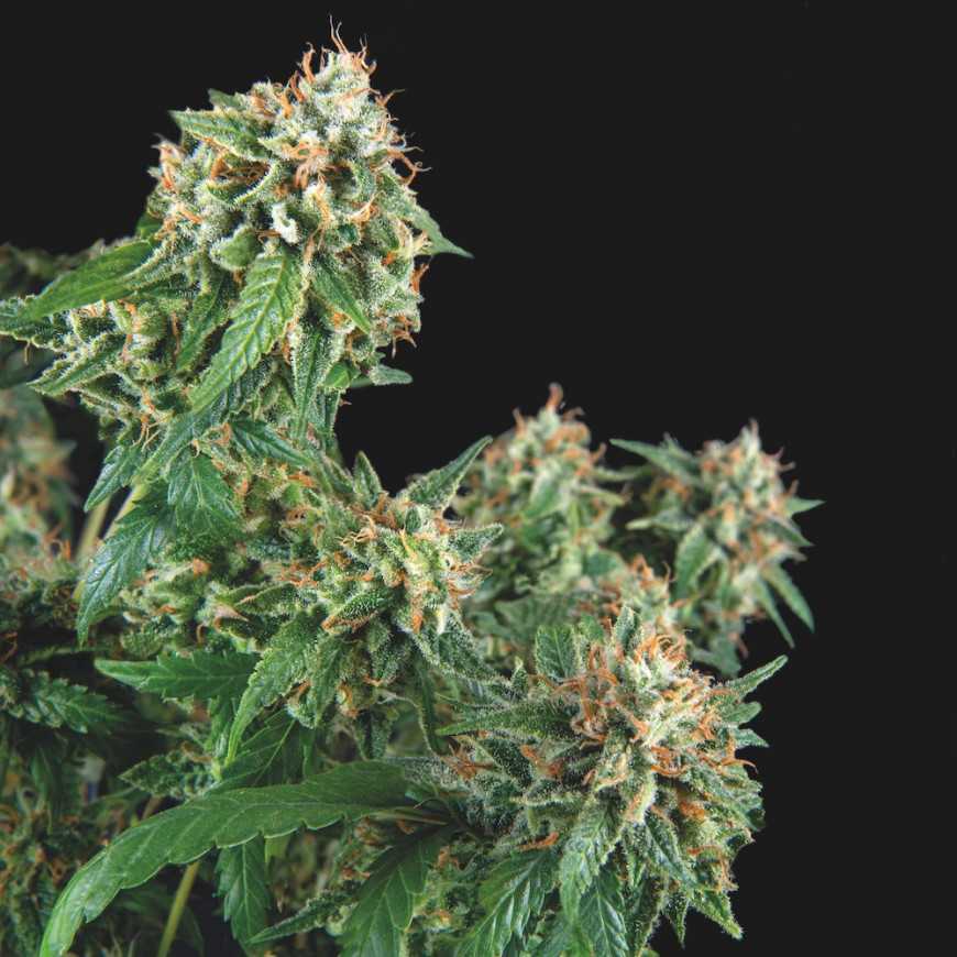 Galaxy Regular Cannabis Seeds - Sensible Seeds